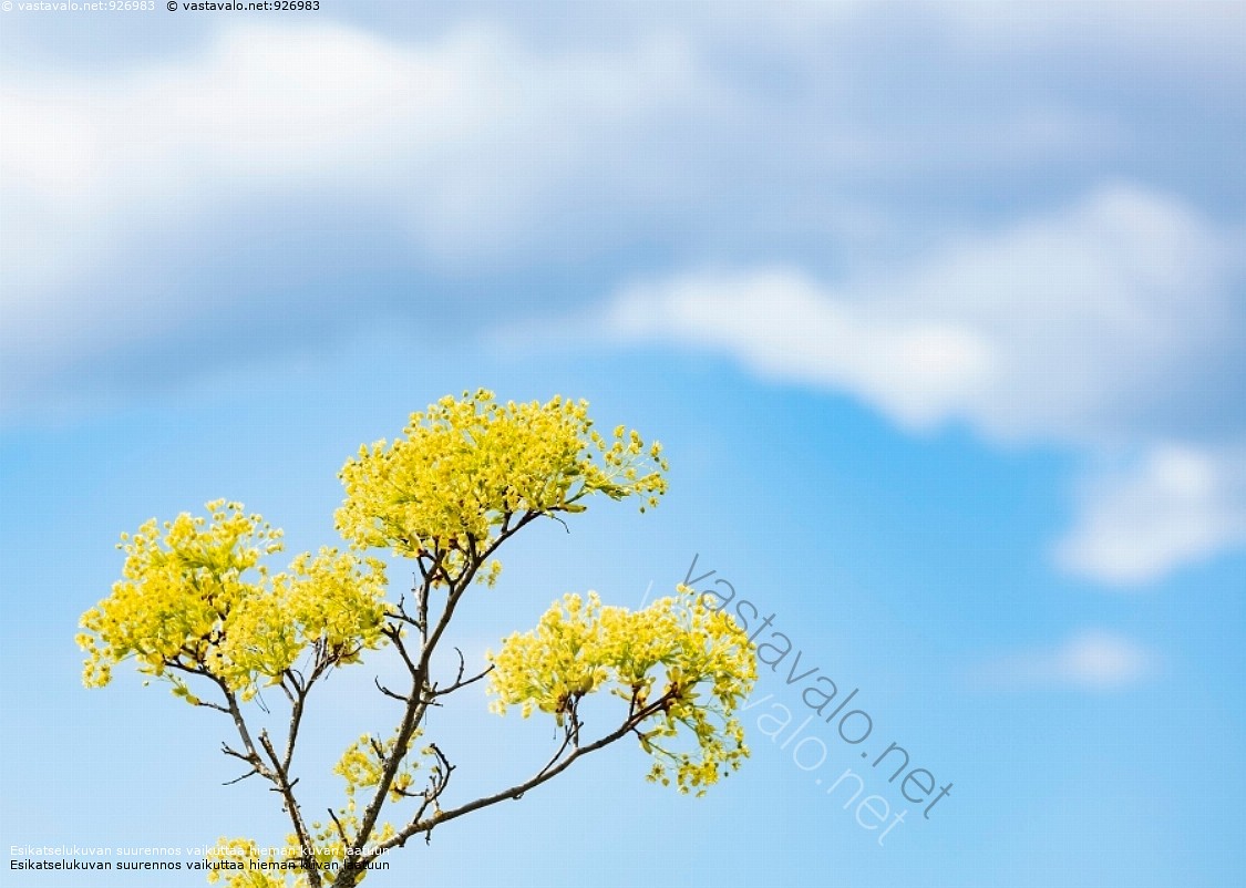 Kuva: Vaahteran oksia - vaahtera kukkiva kukka kukinto Acer platanoides ...