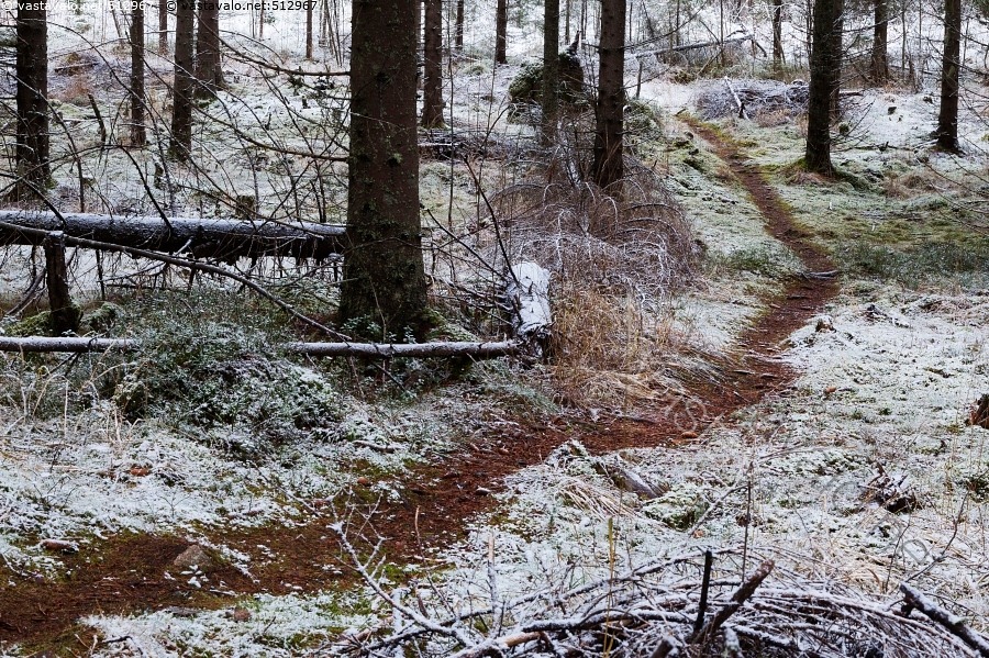 Kuva: Polku syksyisessä metsässä - polku reitti lumi ensilumi ulkoilu ...