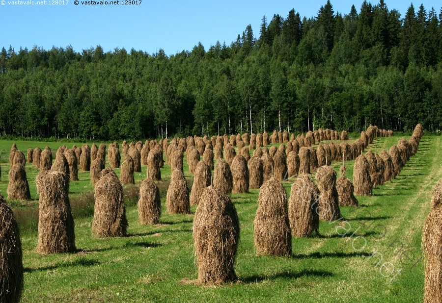 Kuva: Heinäpelto I - heinäpelto heinäseiväs heinä ruoho korsi sänki ...