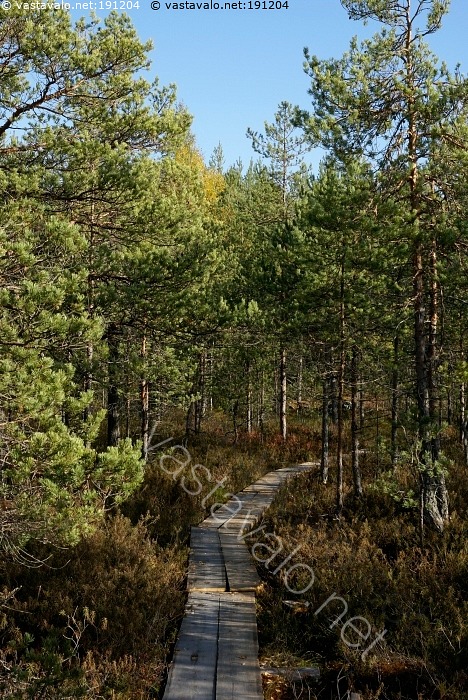 Kuva: Polku metsässä - kanervikko suo pitkospuut syksy valkmusa ...