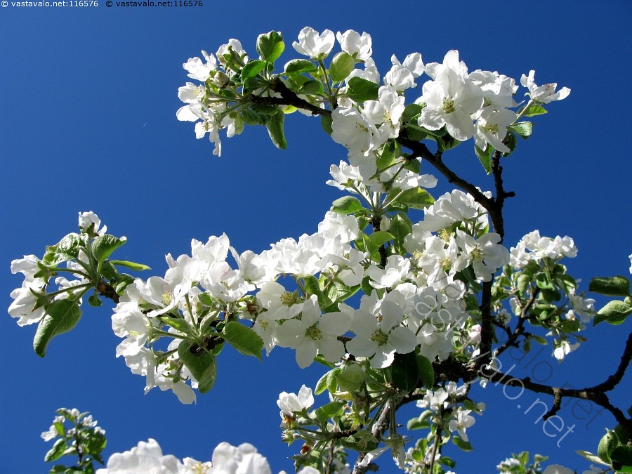 Kuva: Kukkiva omenapuu - omenapuu omenapuunkukka kukkii kukka valkoinen ...