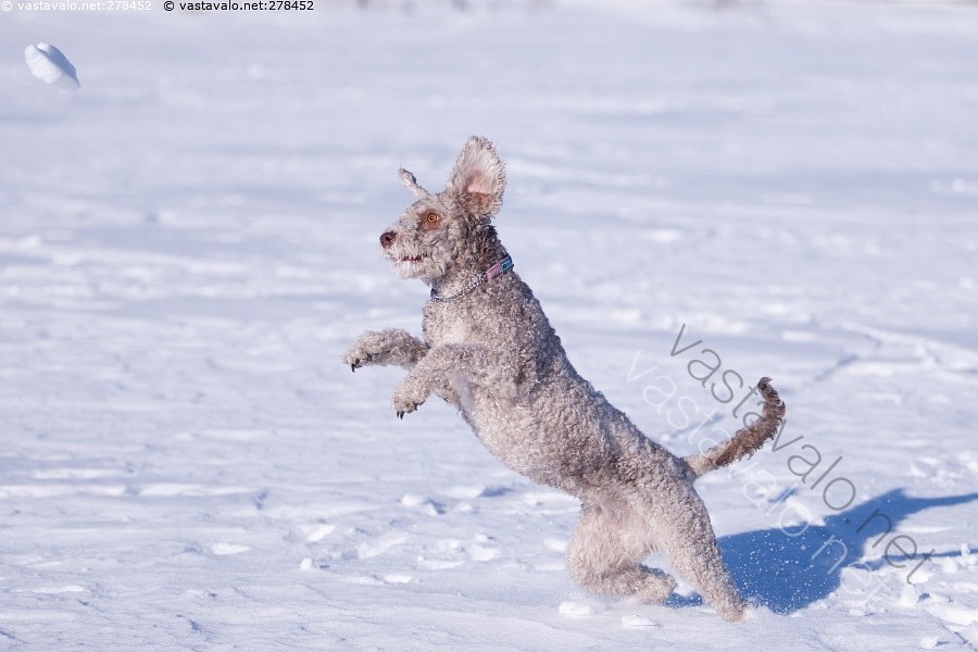 Kuva: Keskittynyt katse - espanjan vesikoira koira ponnistaa ...