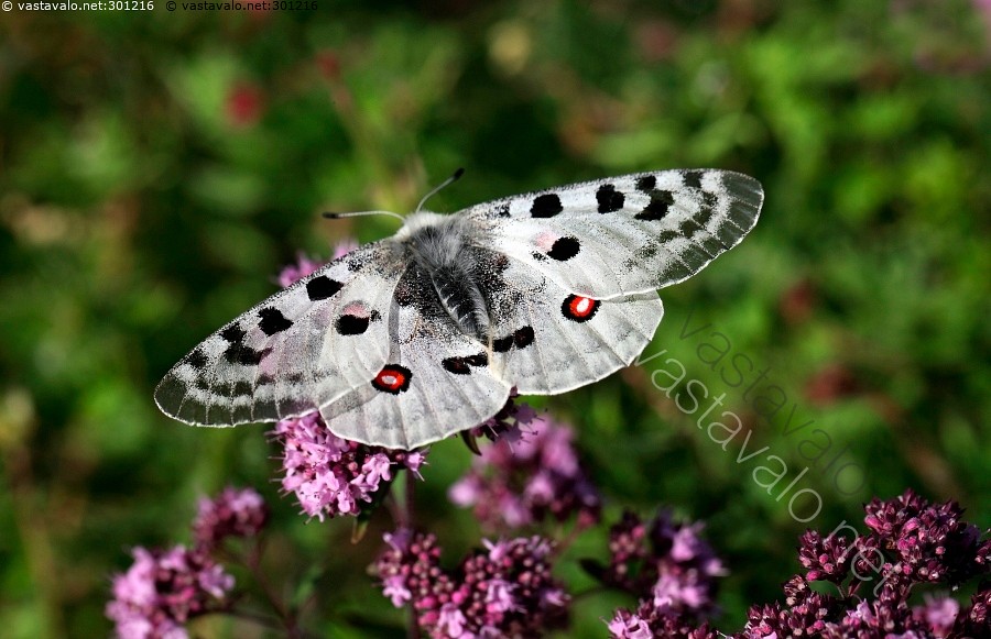 Kuva: Apolloperhonen - apolloperhonen apollo Parnassius isoapollo ...