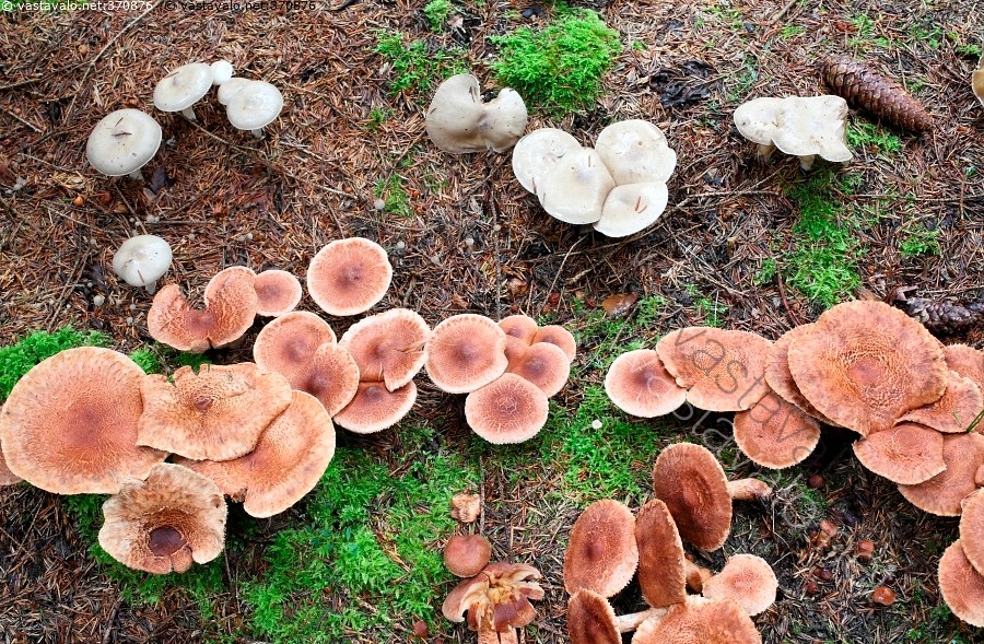 Kuva: Syötävät sienet - sieni sienet vaaleat rusertavat ruokasieni ...