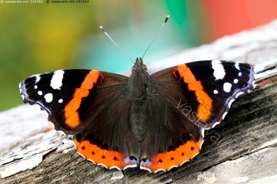 Kuva: Komea Perhonen - perhonen perhoset päiväperhonen päiväperhoset ...