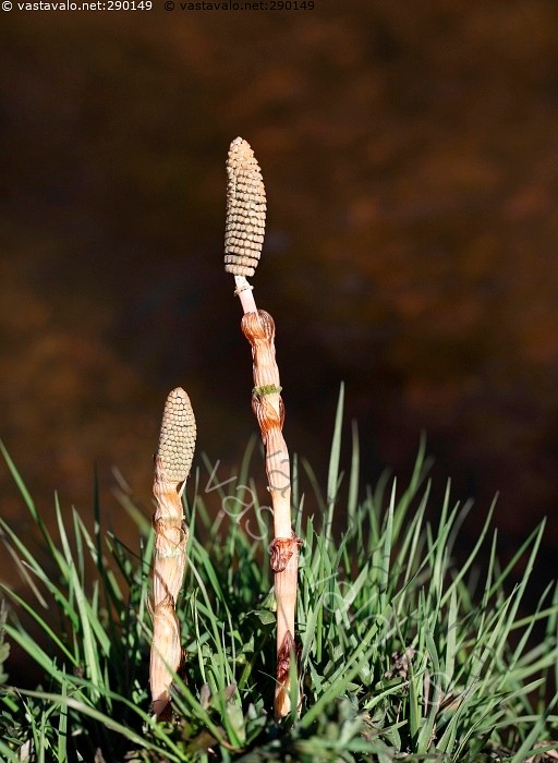 Kuva: Kortteet keväällä - korte kortteet onttovartiset ...