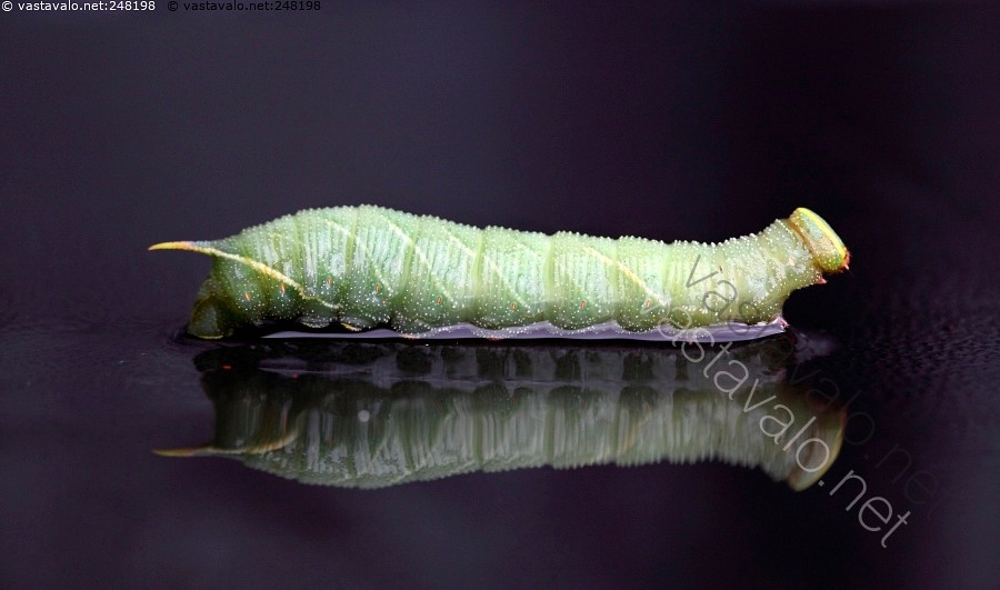 Kuva: Lehmuskiitäjän toukka - Lehmuskiitäjä toukka toukka-aste ...