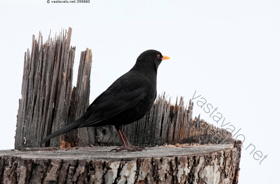 Kuva: Mustarastas kannolla - mustarastas Turdus merula rastas koiras ...
