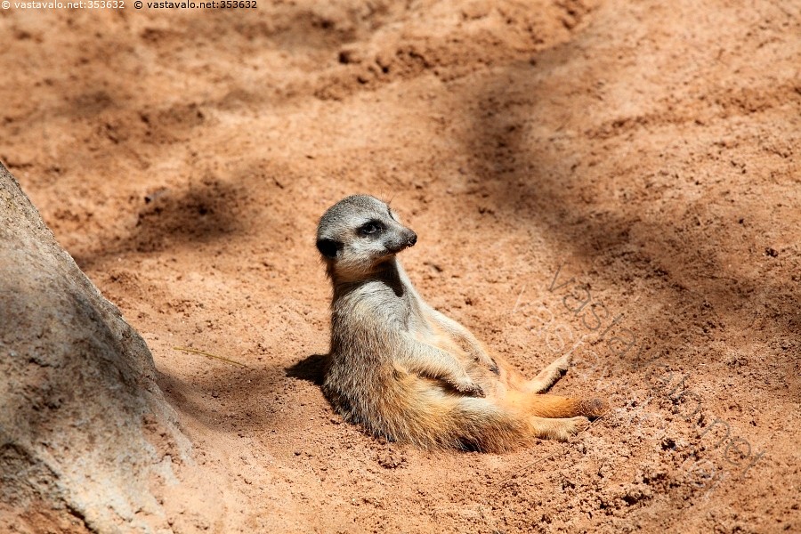 Kuva: Mangusti - mangusti nelisormimangusti Suricata suricatta eläin ...