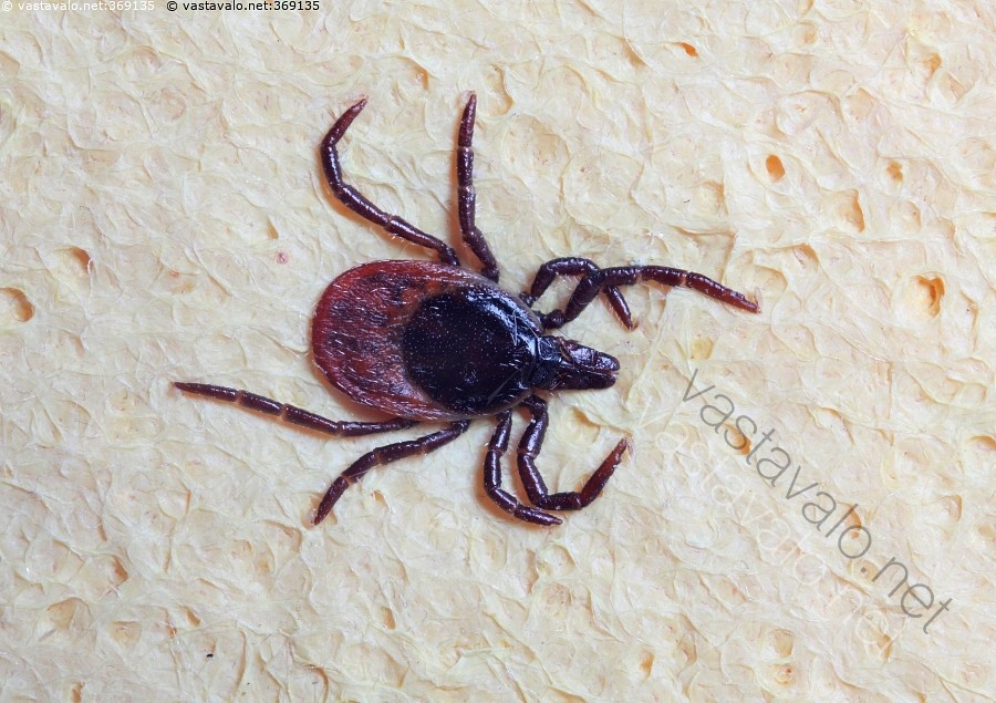 Kuva: Punkki - puutiainen punkki hämähäkkieläimet kahdeksanraajaiset ...