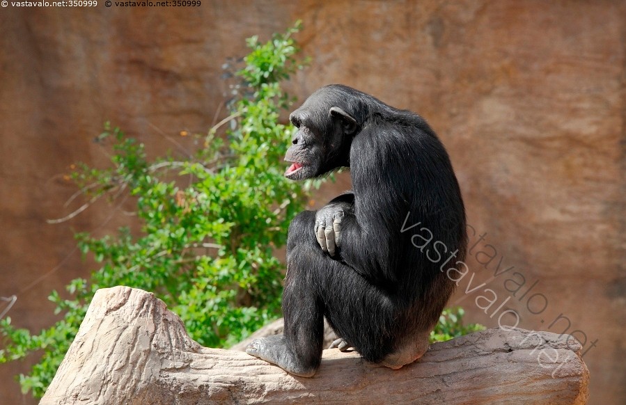 Kuva: Simpanssi mietteissään - apina apinat simpanssi simpanssit ...