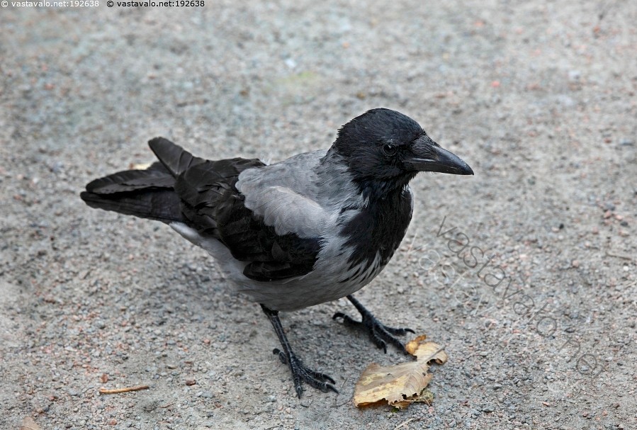 Kuva: Varis - varis lintu linnut corvus corone cormix varislintu musta ...