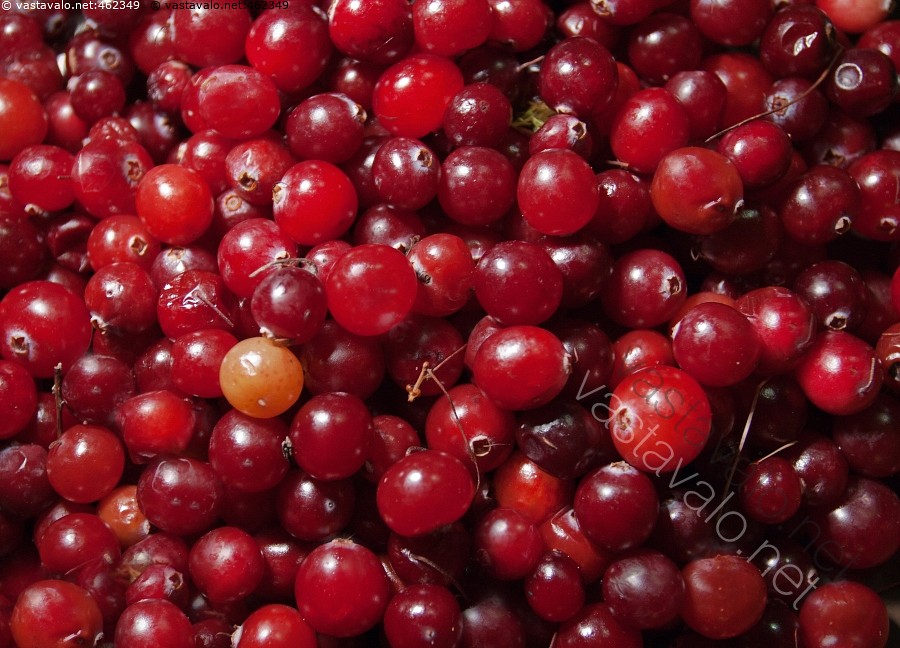 Kuva: Karpalo - karpalo marja suomarja punainen terveellinen vitamiini ...