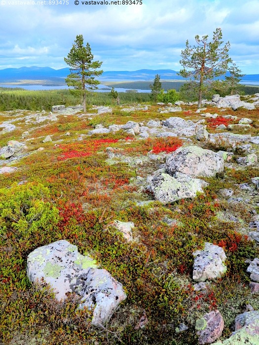 Kuva: Särkitunturin ruskamaisema ja Jerisjärvi - Lappi lapinmaisema ...