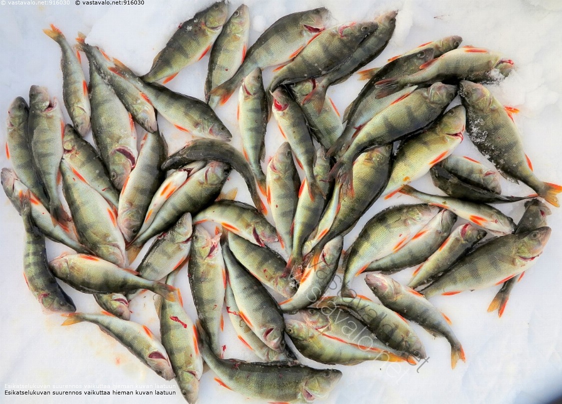 Kuva: Perämeren pilkkiahven saalis - meri ahven ahvenet Perca ...