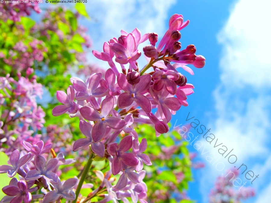 Kuva: Syreeni kukkii - syreeni pihasyreeni Syringa vulgaris pensas oksa ...