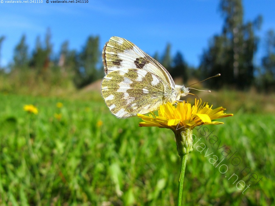Kuva: Sinappiperhonen - Sinappiperhonen Pieris daplidice kaaliperhoset ...