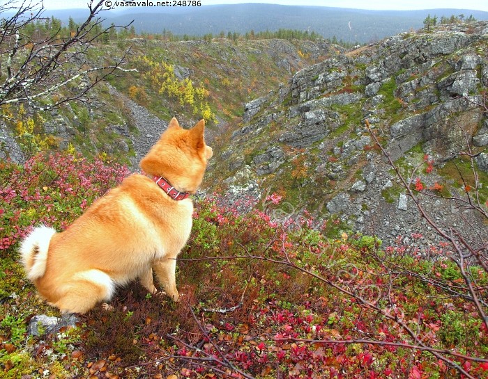 Kuva: Kulmakurun maisema pystykorvan silmin - Kulmakuru Lapin ruska ...