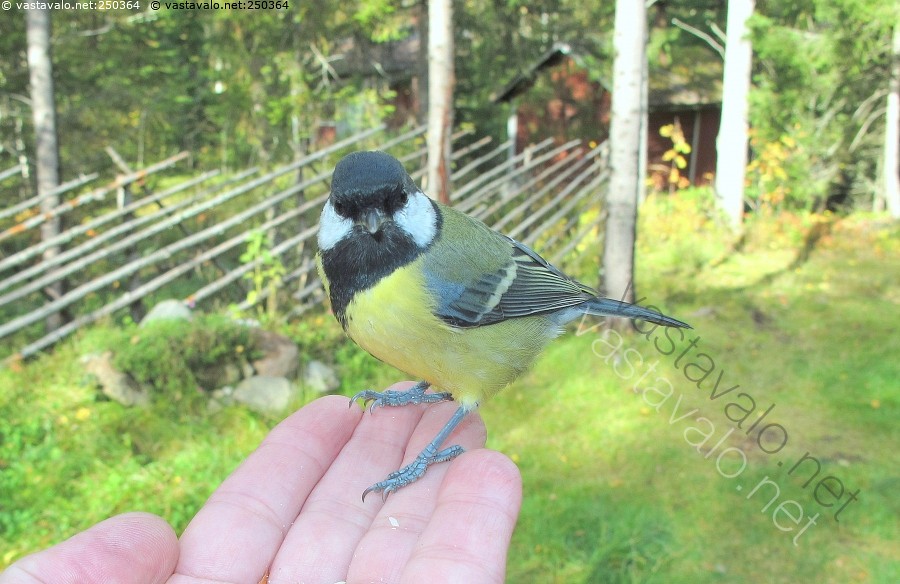 Kuva: Talitiaisen syksy - talitiainen Parus major tiainen talitintti ...