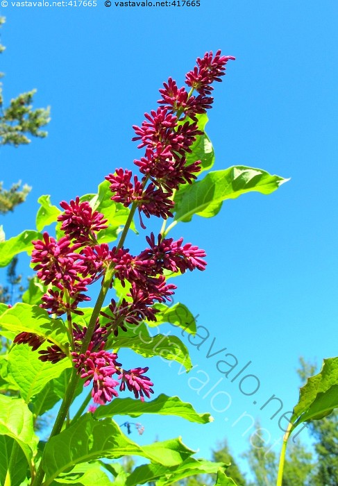 Kuva: Syreeni kukkii - syreeni unkarinsyreeni Syringa josikaea kasvi ...