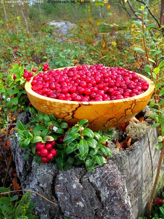 Kuva: Puukuppi ja puolukat kannonpäällä - puolukat puolukka Vaccinium ...