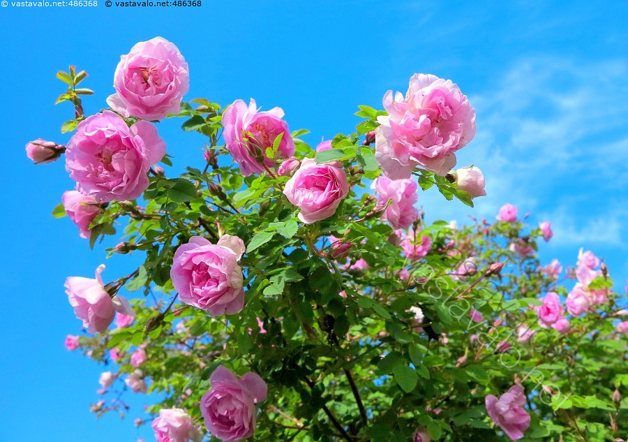Kuva: Suviruusun kukintaa - ruusu ruusut Rosa Pimpinellifolia-ryhmä ...
