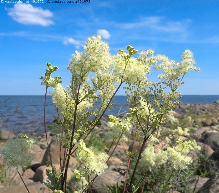 Kuva: Niittymesiangervo kukkii saaressa - niittymesiangervo ...