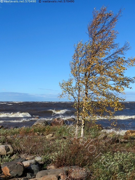 Kuva: Myrskyävä meri ja rantakoivu - meri merimaisema maisema ranta ...