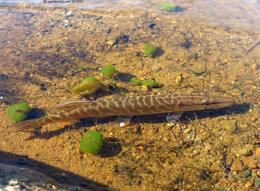 Kuva: Hauki rantavedessä - hauki Esox lucius kala petokala poikanen ...