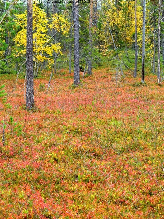 Kuva: Äkäslompolon ruskaa - Lapin maisema lapinmaisema ruskamaisema ...