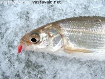 Kuva: Siikoja - siika Coregonus lavaretus siikoja saalis kala kaloja ...