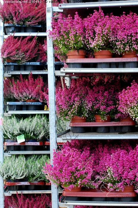 Kuva: Calluna ja Erica - calluna kanerva erica kellokanerva syksy syys ...