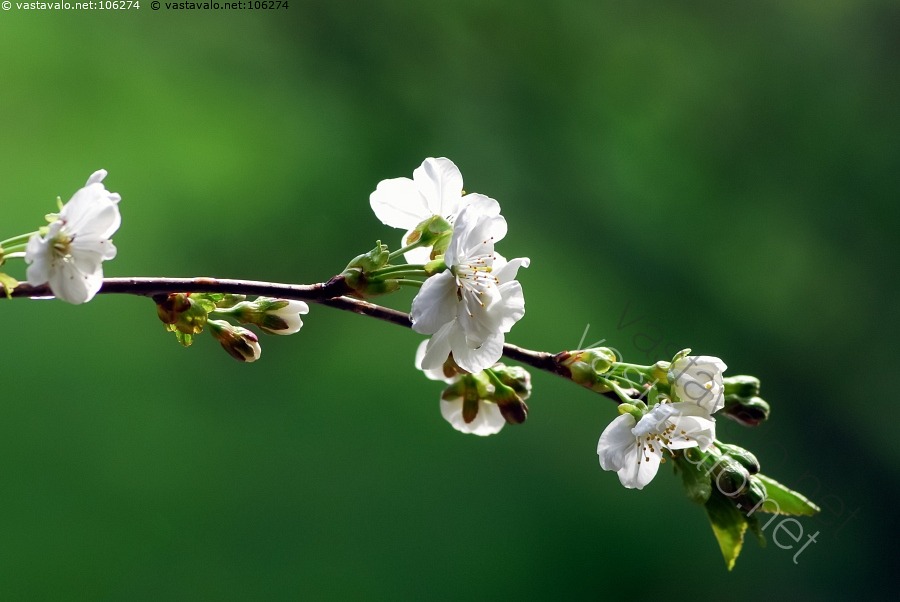 Kuva: Kirsikankukka - kirsikka Prunus cerasus kirsikkapuu hedelmäpuu ...