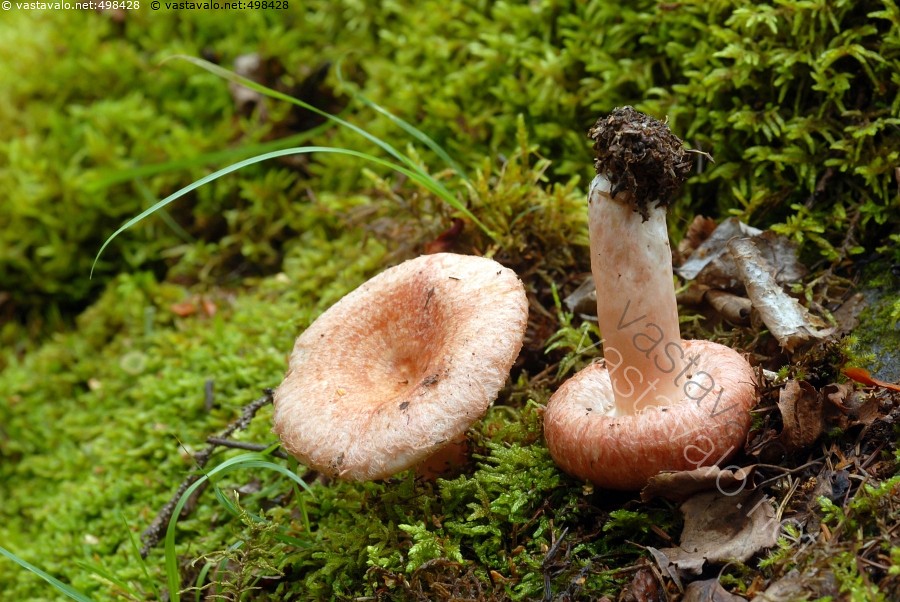 Kuva: Karvarouskut - Lactarius torminosus karvarousku karvalaukku ...