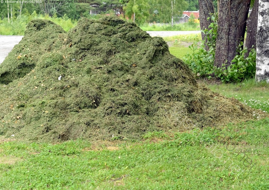 Kuva: Ruohosilppu - silputtu leikattu ruoho ruohosilppu tuore kate ...