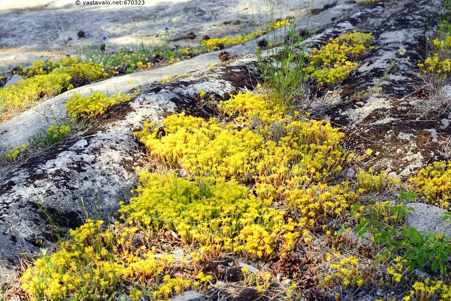 Kuva: Keltamaksaruoho kalliolla - maksaruoho keltamaksaruoho Sedum acre ...