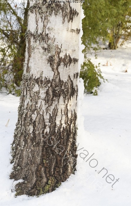 Kuva: Tyvikaarna - rauduskoivu Betula pendula koivu tyvikaarna kaarna ...