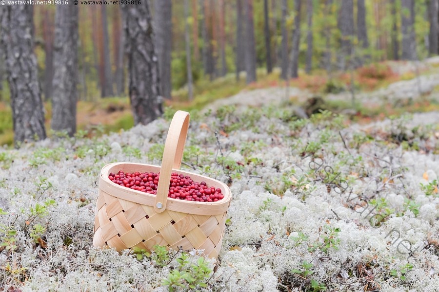 Kuva: Puolukkakori metsässä - puolukka puolukat Vaccinium vitis-idaea ...