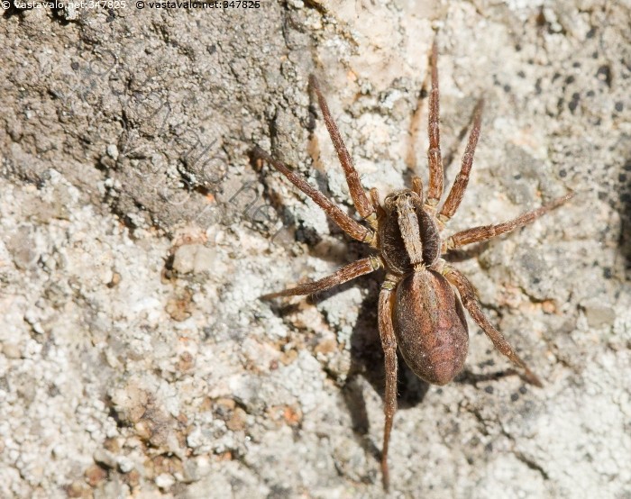 Kuva: Kangasleokki - Alopecosa aculeata Lycosidae leijonahämähäkki ...