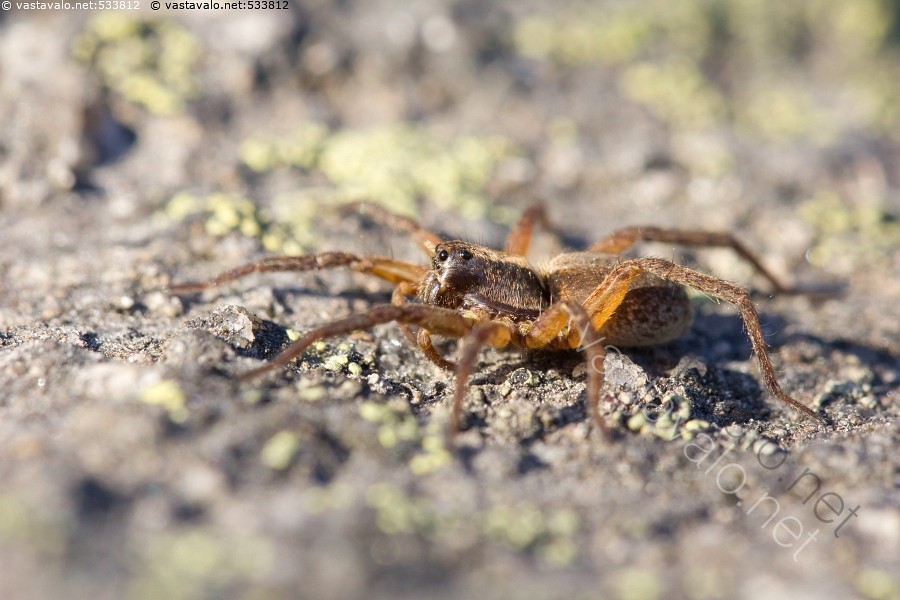 Kuva: Kangasleokki - Alopecosa aculeata Lycosidae leijonahämähäkki ...