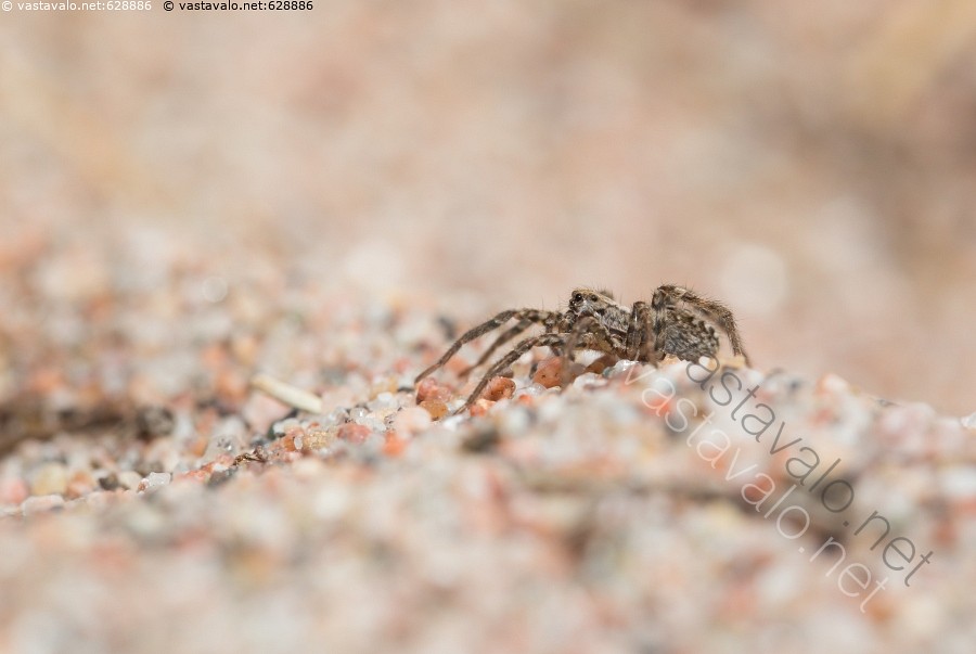 Kuva: Isoleokki - Alopecosa fabrilis isoleokki leijonahämähäkki leokki ...