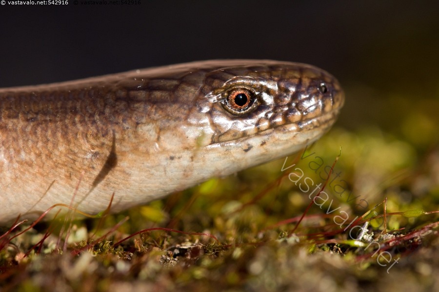 Kuva: Vaskitsakoiras - Anguis fragilis Anguidae vaskitsa vaskikäärme ...