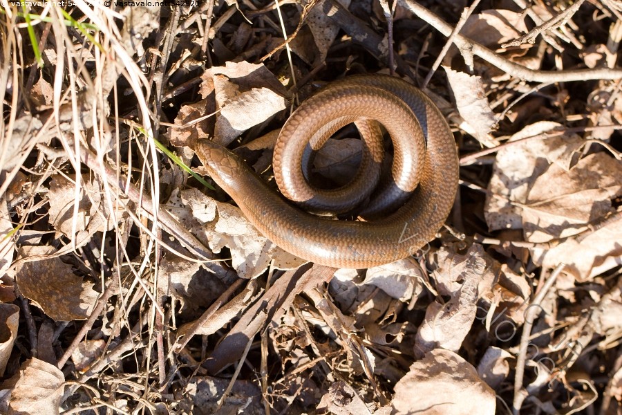 Kuva: Vaskitsakoiras - Anguis fragilis Anguidae vaskitsa vaskikäärme ...