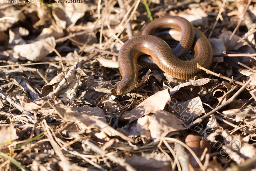 Kuva: Vaskitsakoiras - Anguis fragilis Anguidae vaskitsa vaskikäärme ...