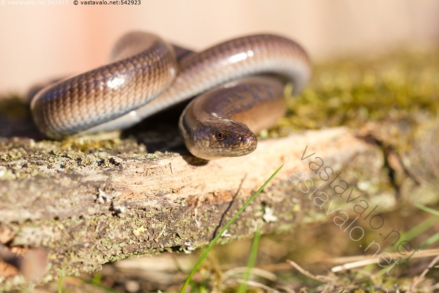 Kuva: Vaskitsakoiras - Anguis fragilis Anguidae vaskitsa vaskikäärme ...