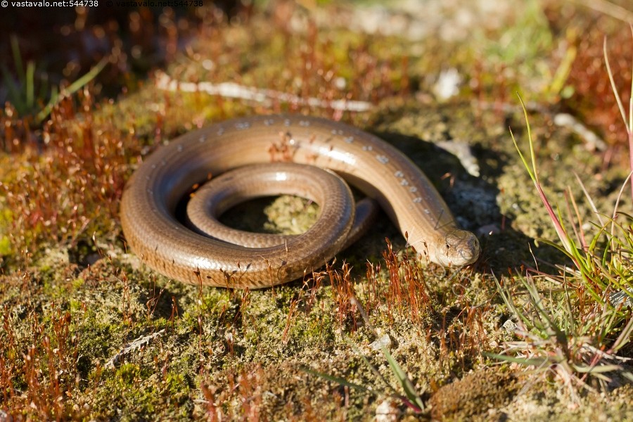 Kuva: Vaskitsa rullalla - Anguis fragilis Anguidae vaskitsa vaskikäärme ...