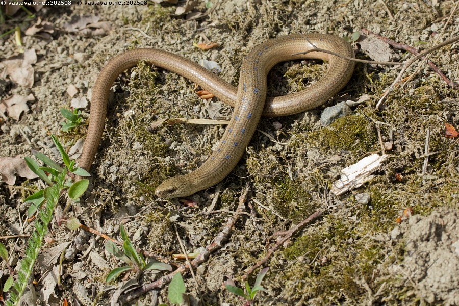 Kuva: Sinipilkullinen vaskitsa - Anguis fragilis vaskitsa lisko ...