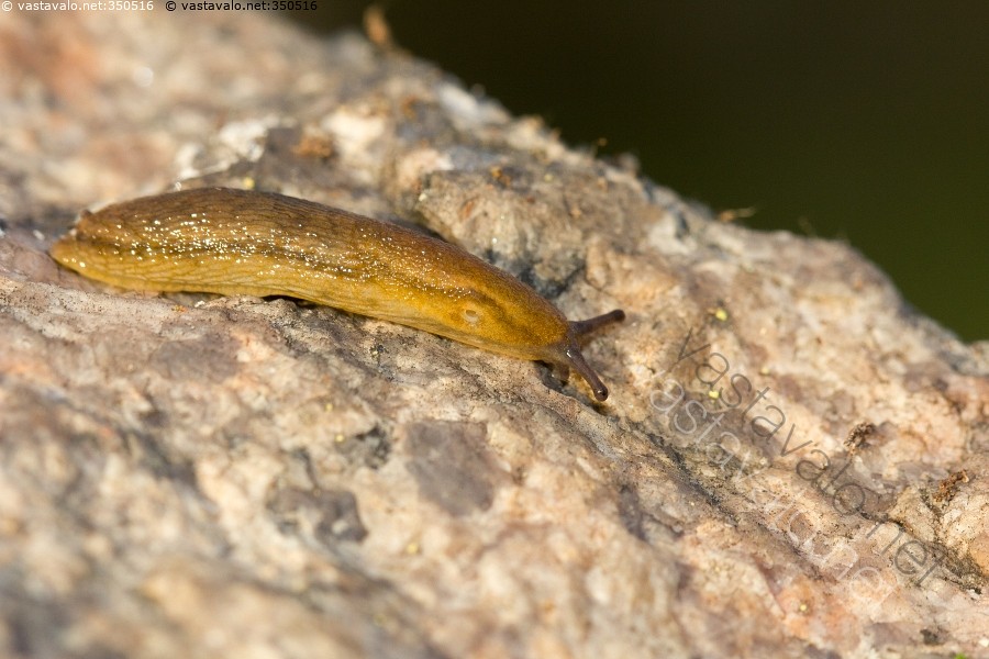 Kuva: Metsäetana - Arion subfuscus Arionidae Gastropoda metsäetana ...