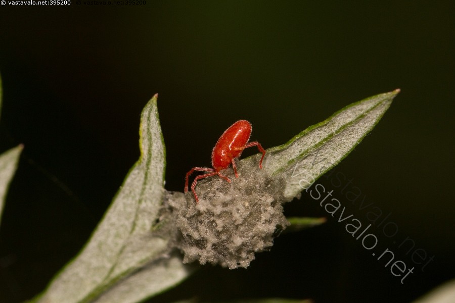 Kuva: Punkki tutkii - Balaustium sp Erythraeidae punkki punainen pieni ...