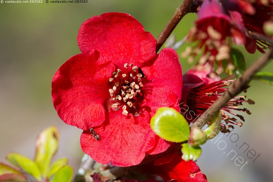 Kuva: Tarharuusukvitteni - Chaenomeles superba Fire Dance ...